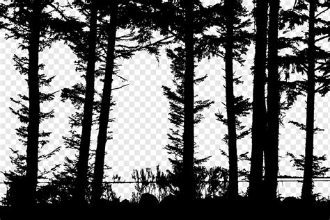 Forest Trees Silhouette Branches Landscape Nature Green Ecology