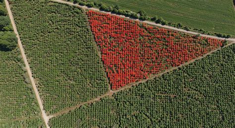 A Guide To Counting Trees Quantifying Nature