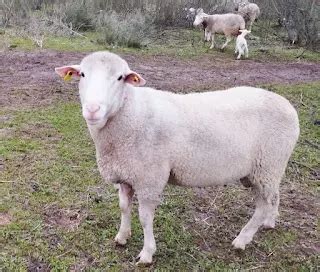 El Carnero