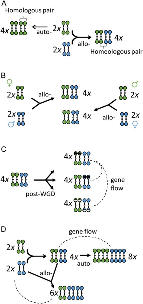A Roadmap Of Phylogenomic Methods For Studying Polyploid Plant Genera Pmc