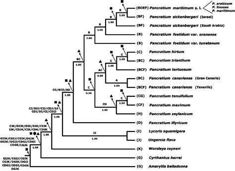Majority Rule Consensus Tree Of 7501 Trees Derived From Bayesian