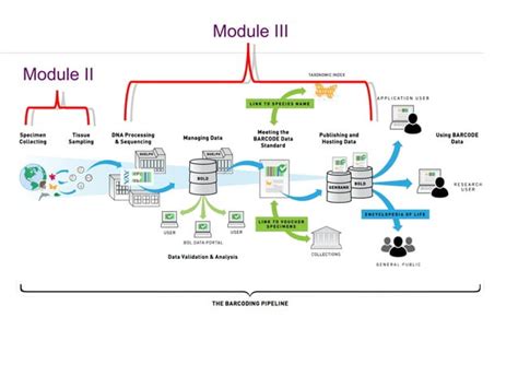Amy Driskell The Barcoding Pipeline Ppt