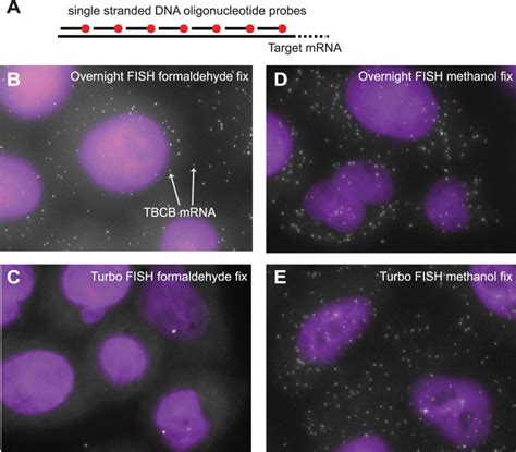 A Schematic Of The Single Molecule Rna Fish Method In Which We Use