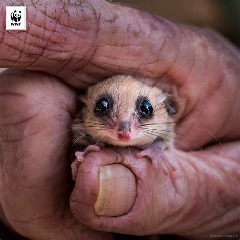Western Pygmy Possum From Australia Tinyanimalsonfingers