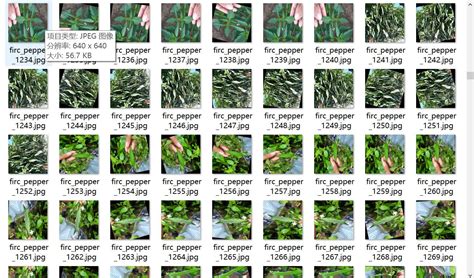 辣椒叶子病害检测数据集vocyolo格式5000张4类别有增强辣椒叶子病害检测数据集vocyolo格式5000张4类别 Magnet