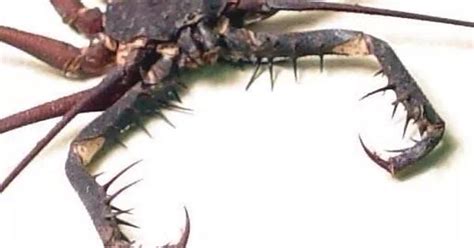 Ah Yes The African Nopeous Spiderous Imgur