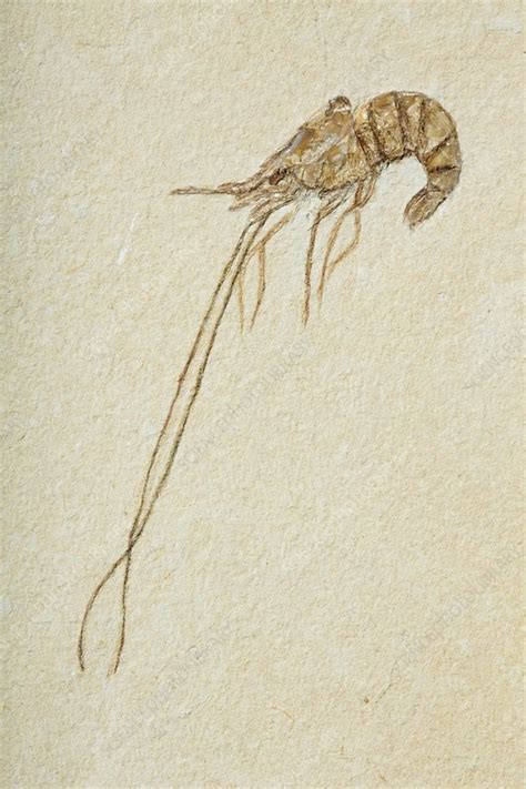 Shellfish Fossils Stock Image C002 3621 Science Photo Library