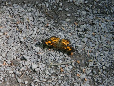 Common Eastern Butterflies Shavers Creek Environmental Center
