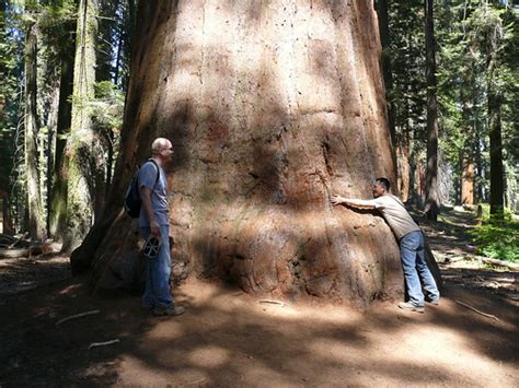 About Trees Flashcards Quizlet About Trees Flashcards Quizlet