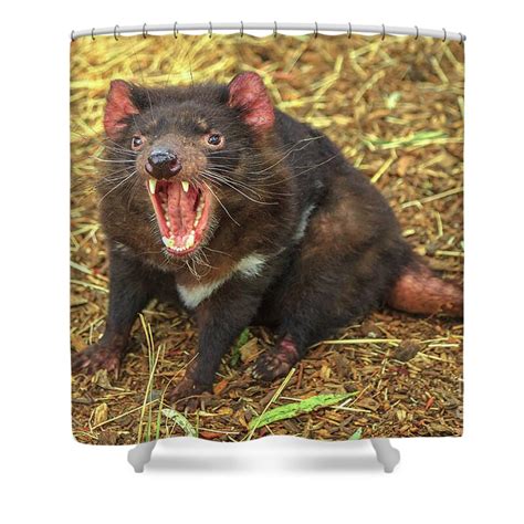 Angry Tasmanian Devil