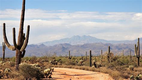 Desert Cactus Wallpapers Wallpaper Cave
