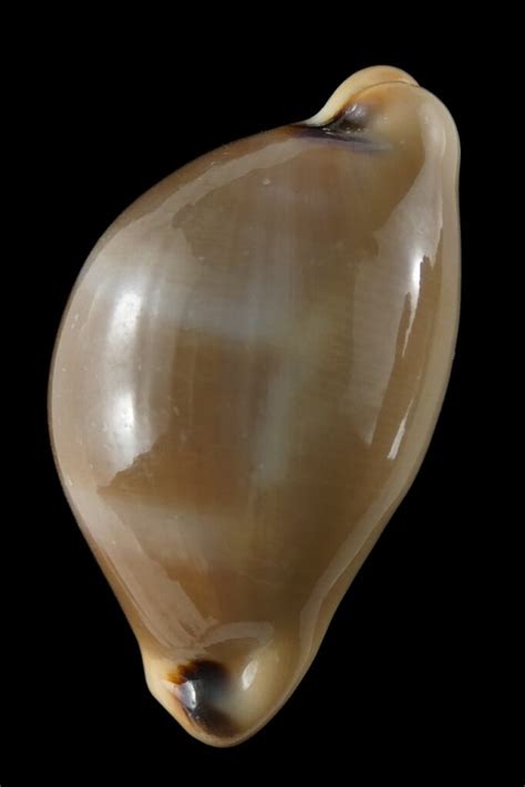 Luria Lurida Oceanica 35 75 Mm Gem Thelsica