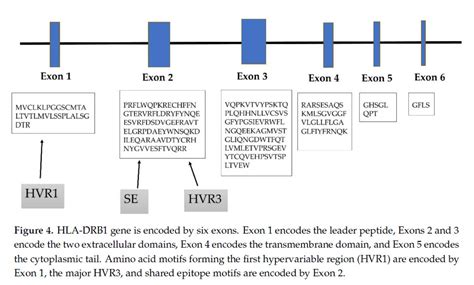 関節リウマチの病因