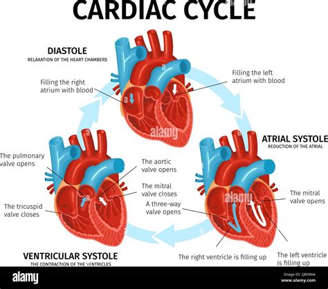 Cardiac Cycle Cardiac Cycle Wikipedia