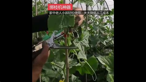 포도 고추 토마토 오이 체리 자동결속 가지고정 집게 Youtube