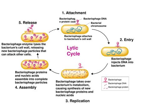 Viruses Ppt Download
