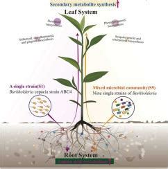 有害生物诱导的伯克霍尔德氏菌接种对茶树种子的影响：根际微生物组、转录组和代谢组分析的综合分析industrial Crops And