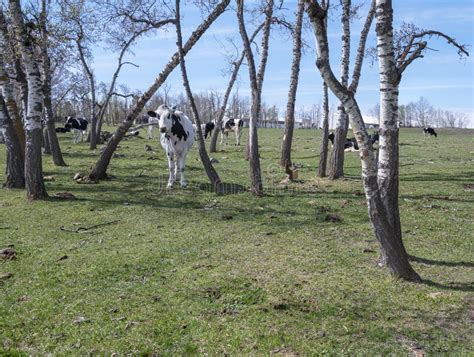 A Small Herd Of Cattle Among Trees Stock Image Image Of Woodland Cows 260796227