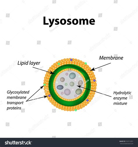 Structure Lysosomes Infographics Vector Illustration On Stok Vektör