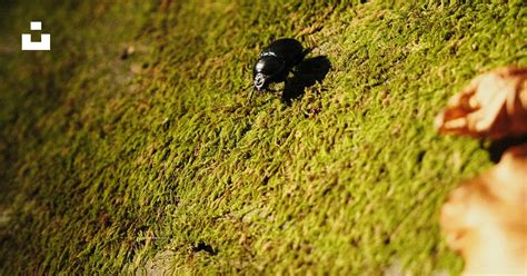 A Small Black Object On A Mossy Surface Photo Free Wildlife Image On Unsplash