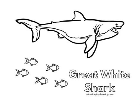 Great White Shark Coloring Images Easy How To Draw A Megalodon Shark