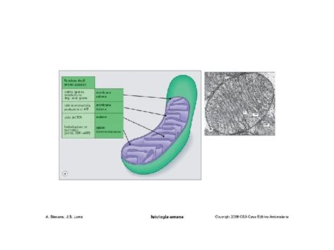 Schema 3 D Di Una Cellula Mitocondri Dimensioni
