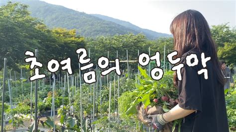 주말농장 놀러 가서 목살 구워 먹기 루꼴라 고수 바질 딜 쌈채소 🥬 Youtube