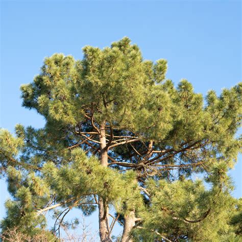 Shortleaf Pine My Site