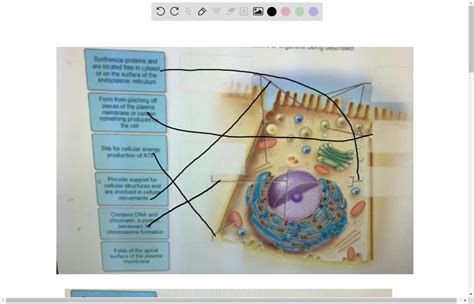 solved laboratory cell structure and function part a 47 off