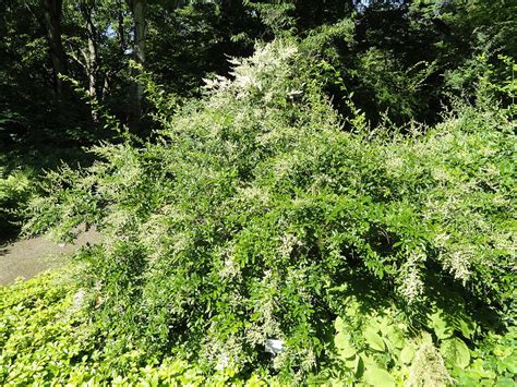 Ligustrum Quihoui Ufifas Assessment University Of Florida Institute Of Food And
