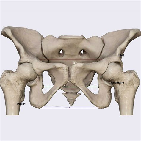 Pelvic Inlet Mid Pelvis And Pelvic Outlet Anatomyapp