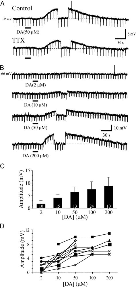 Dopamine Depolarizes Dorsal Geniculate Nucleus Dlgn Relay Neurons A