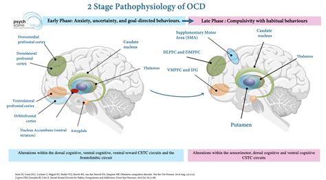 Cingulate Cortex Ocd