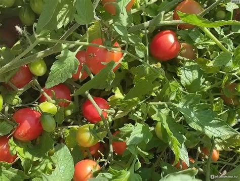 Томат черри "Формула любви" Сибирская коллекция Сибирский сад. - «Очень ...