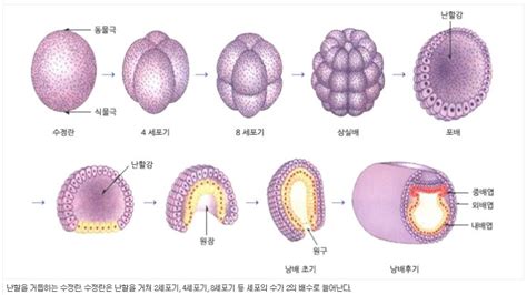 난할과 착상수정란→배아 네이버 블로그