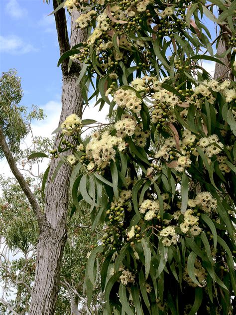 Eucalyptus Tetrodonta Stringybark — Territory Native Plants
