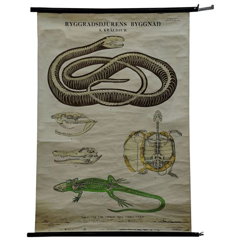 Vintage French School Chart Of Lizard By Paul Pfurtscheller At 1stdibs