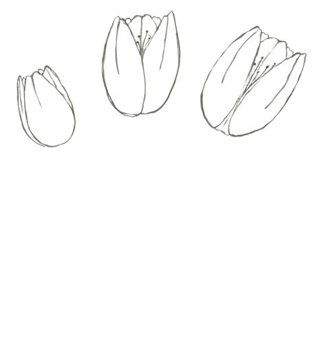 How To Draw Tulips Easy Step By Step Tutorial For Beginners