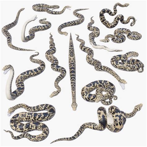 Scrub Python Static Poses 3d Model Turbosquid 2020575