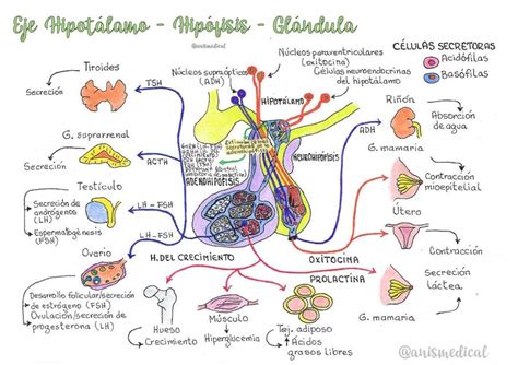 Eje Hipotálamo Hipófisis Glándula Apuntes De Medicina Resúmenes De