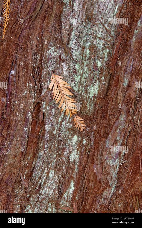 Coast Redwood Sequoia Sempervirens Detail Of Trunk With Leaf And
