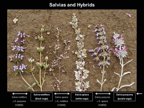 Sage Hybrids Salvia Apiana Salvia Melifera Salvia Purpurea Salvia