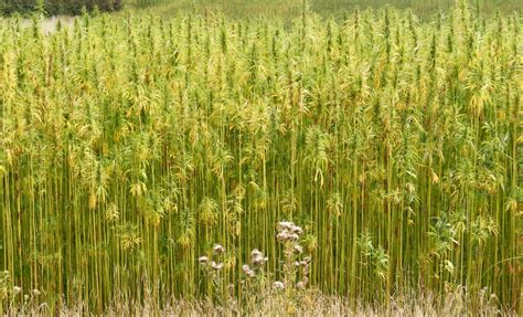 Hemp The Versatile Biofuel That Could Save Americas Energy