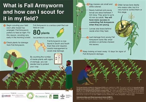 The Fall Armyworm Explained Cimmyt