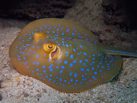 Blue Spotted Ribbontail Ray Pattaya Marine Life Thailand