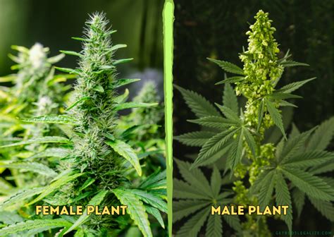 How To Sex Cannabis Plants Before Flowering A Complete Guide Getbudslegalize Com
