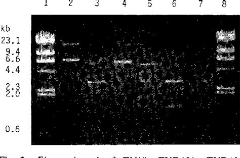 Figure 2 From Construction Of Shuttle Vector Plasmid Between