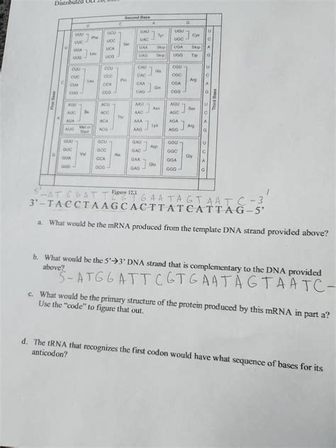 Solved A What Would Be The MRNA Produced From The Template Chegg Com