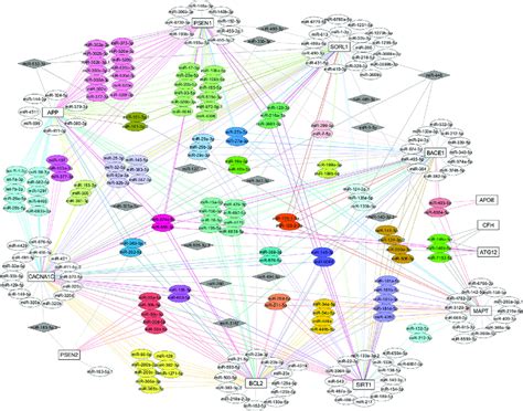 Targetscan Predicted Mrna Mirna Interactions The Mrna Mirna