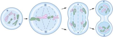 Mitosis Review Diagram Quizlet